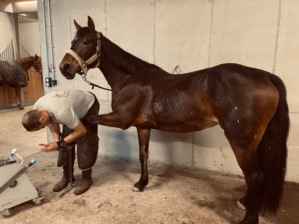 Ferrage cheval Villars-les-dombes | Ferrure orthopédique